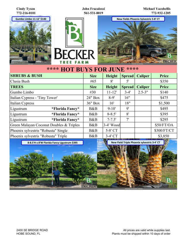 Becker June, 2025 Availability - Field Grown Ligustrum now Available