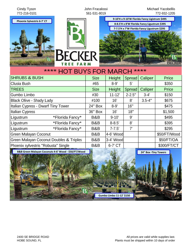 Becker March, 2025 Availability - Field Grown Ligustrum now Available