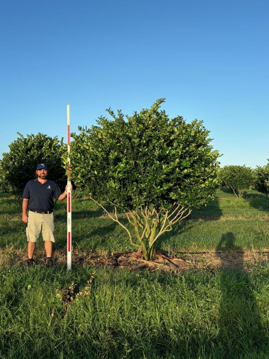Becker December, 2024 Availability - Field Grown Ligustrum now Available