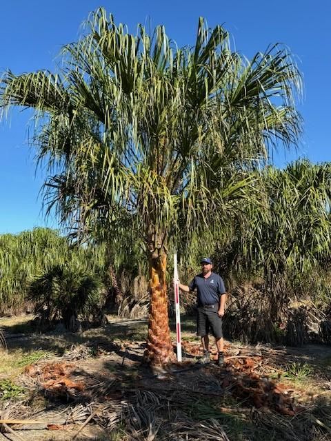 Becker September, 2024 Availability - Great New Crops of Ribbon and ...