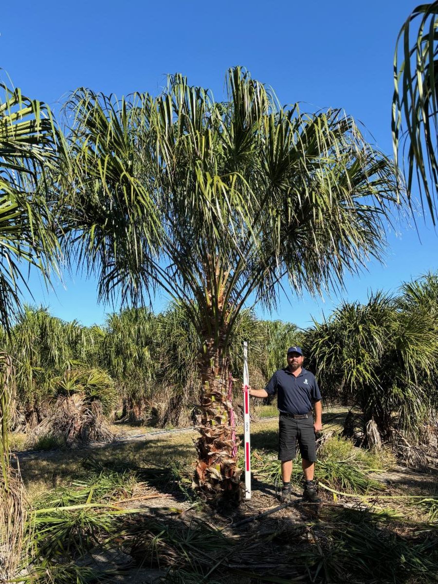 Becker September, 2024 Availability - Great New Crops of Ribbon and ...