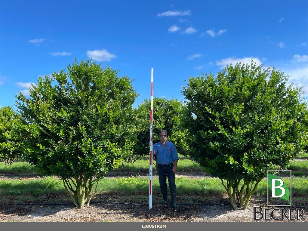 Becker November, 2024 Availability - Field Grown Ligustrum now Available
