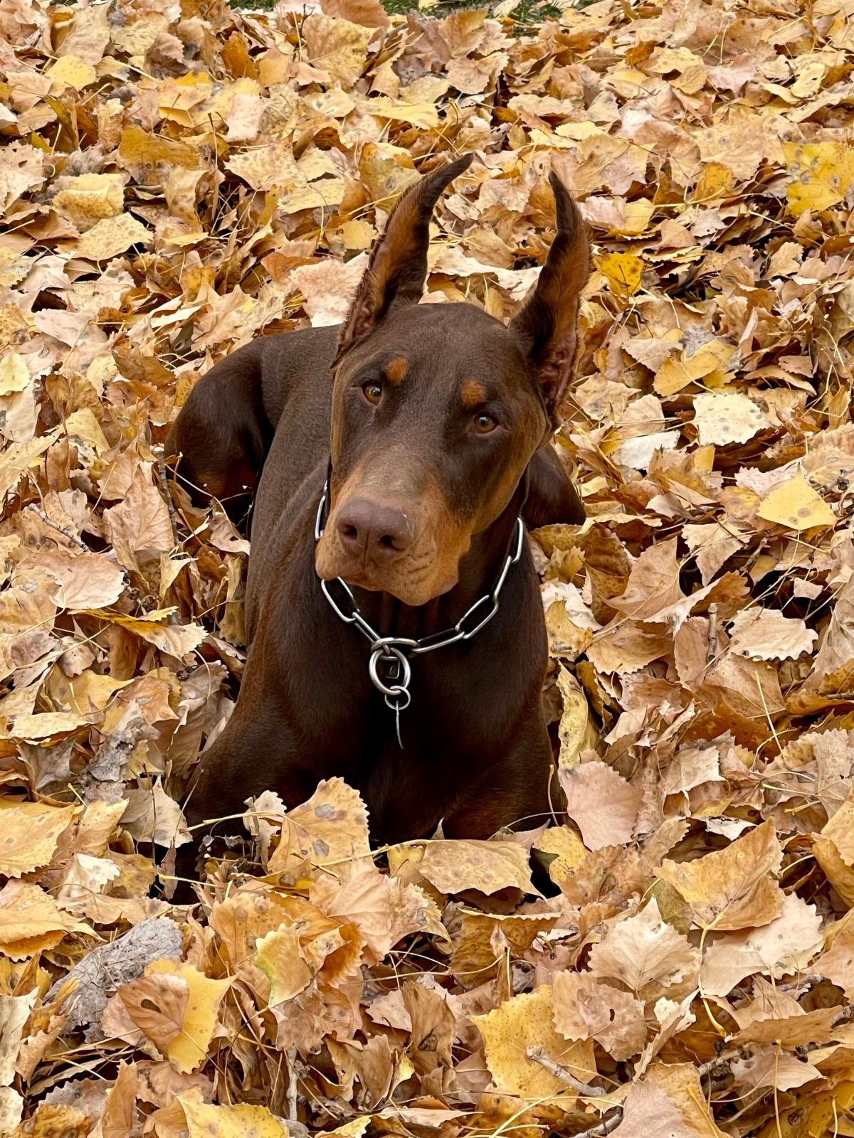 The New and Improved KOA