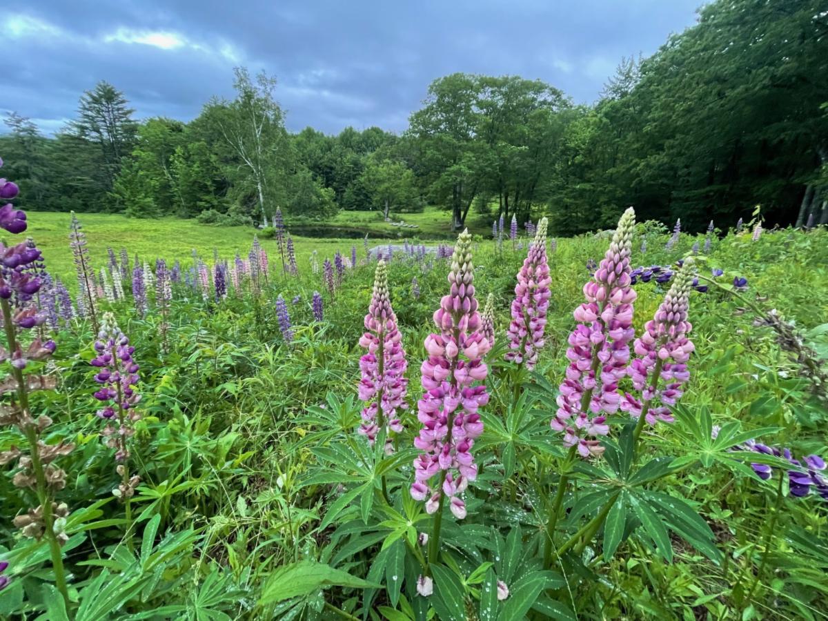 Pride & Summer fun at Frog Meadow, Vermont's Gay Oasis