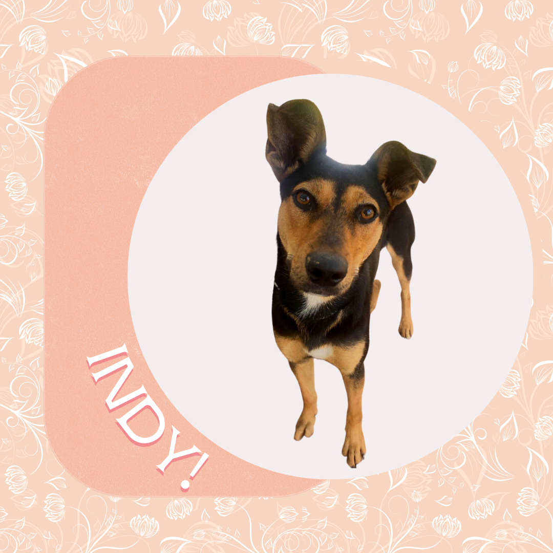 Are You Ready For the Ulti-Mutt Foster Pup?