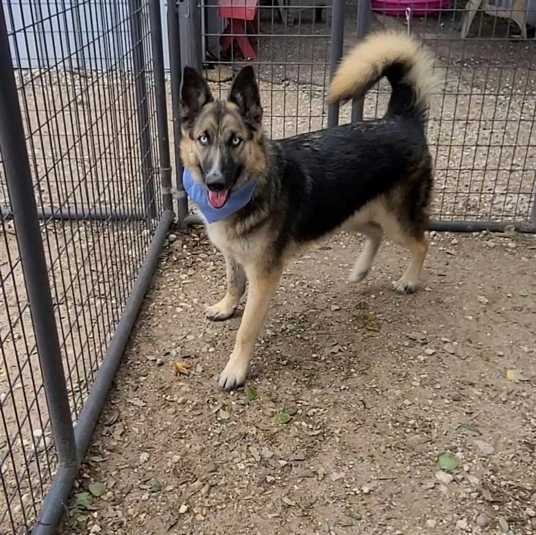 Are You Ready For the Ulti-Mutt Foster Pup?