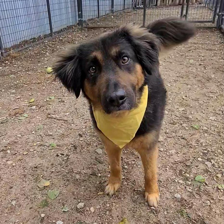 Are You Ready For the Ulti-Mutt Foster Pup?