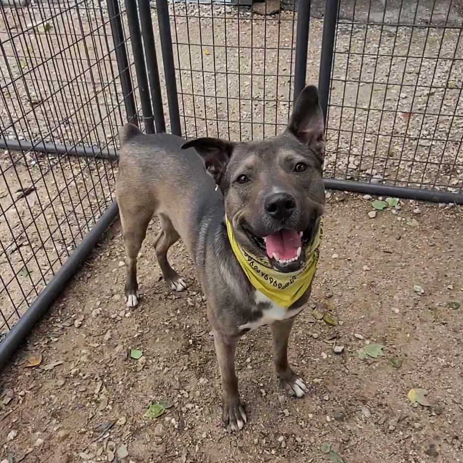 Are You Ready For the Ulti-Mutt Foster Pup?