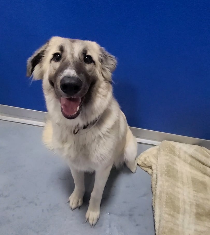 Are You Ready For the Ulti-Mutt Foster Pup?