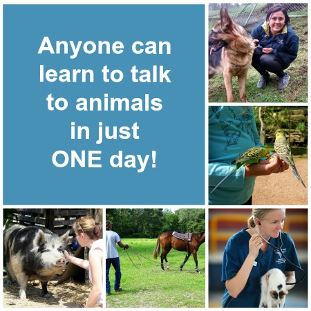 The Heart & Soul of Animal Communication