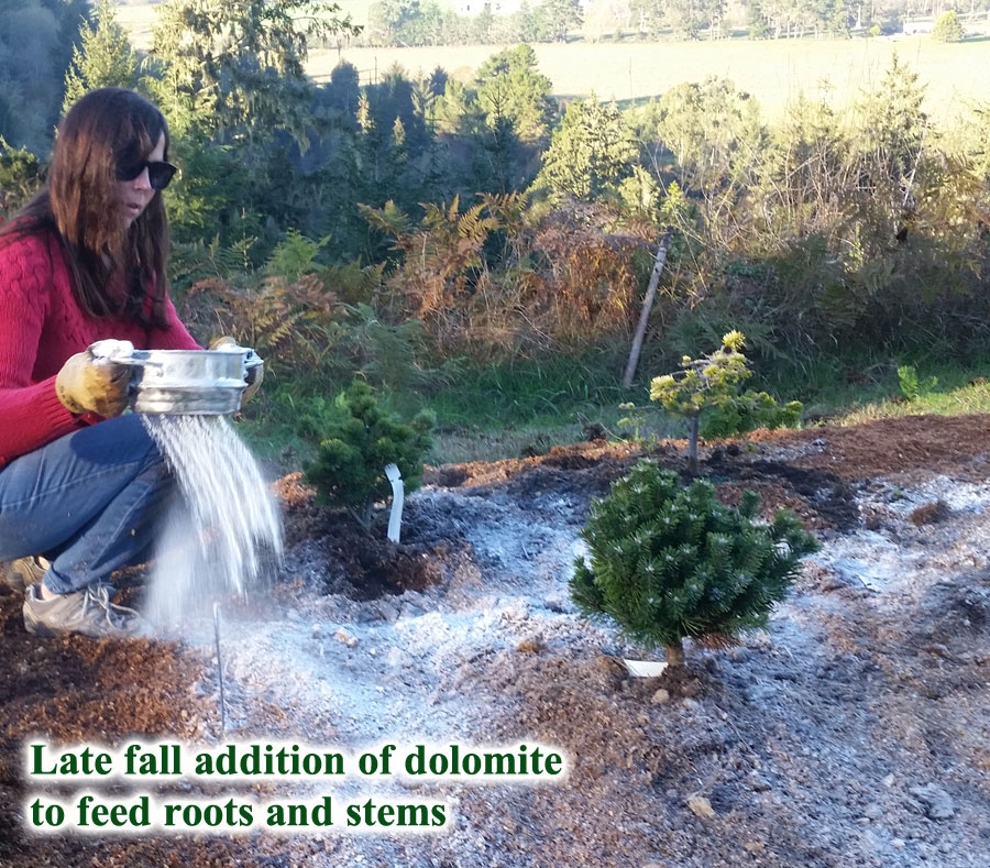 Cellebrating November: Tips & Discounts for Garden Lovers!