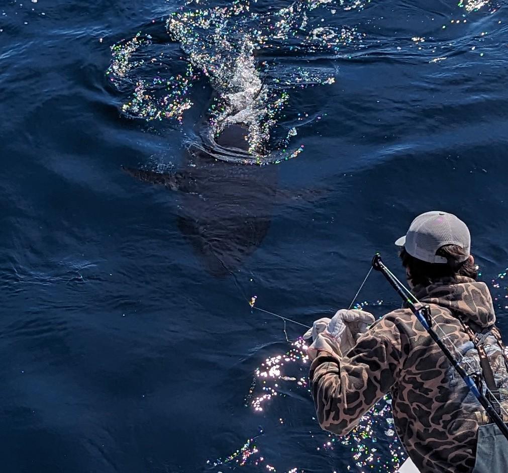 Yesterday's Bluefin Tuna Report