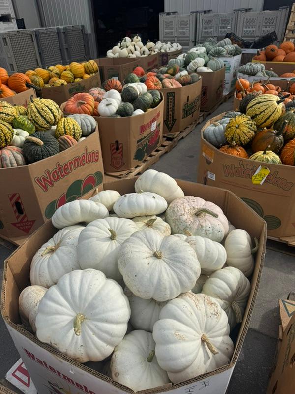 How to get your pumpkins to last to Thanksgiving!