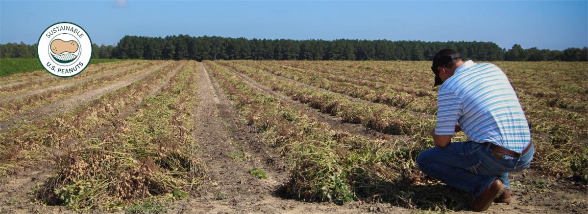 Update from the Sustainable U.S. Peanuts Initiative
