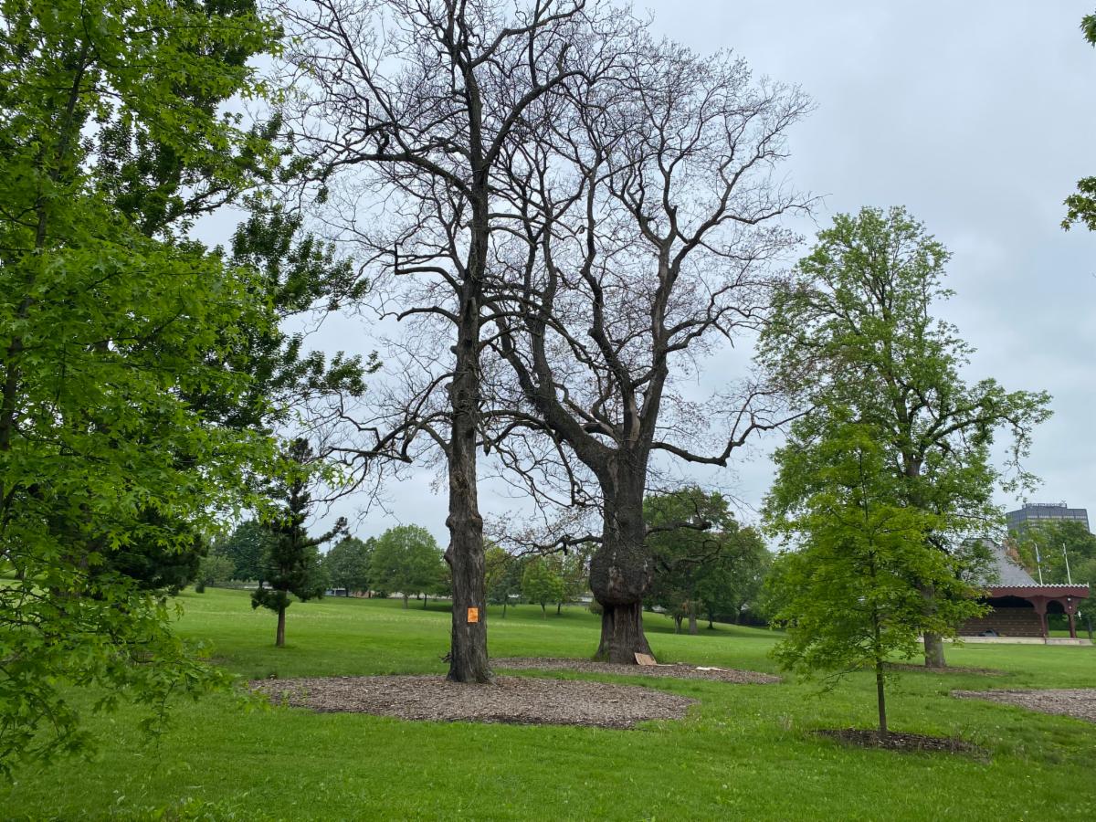 Replant With Us: Every Tree Counts!