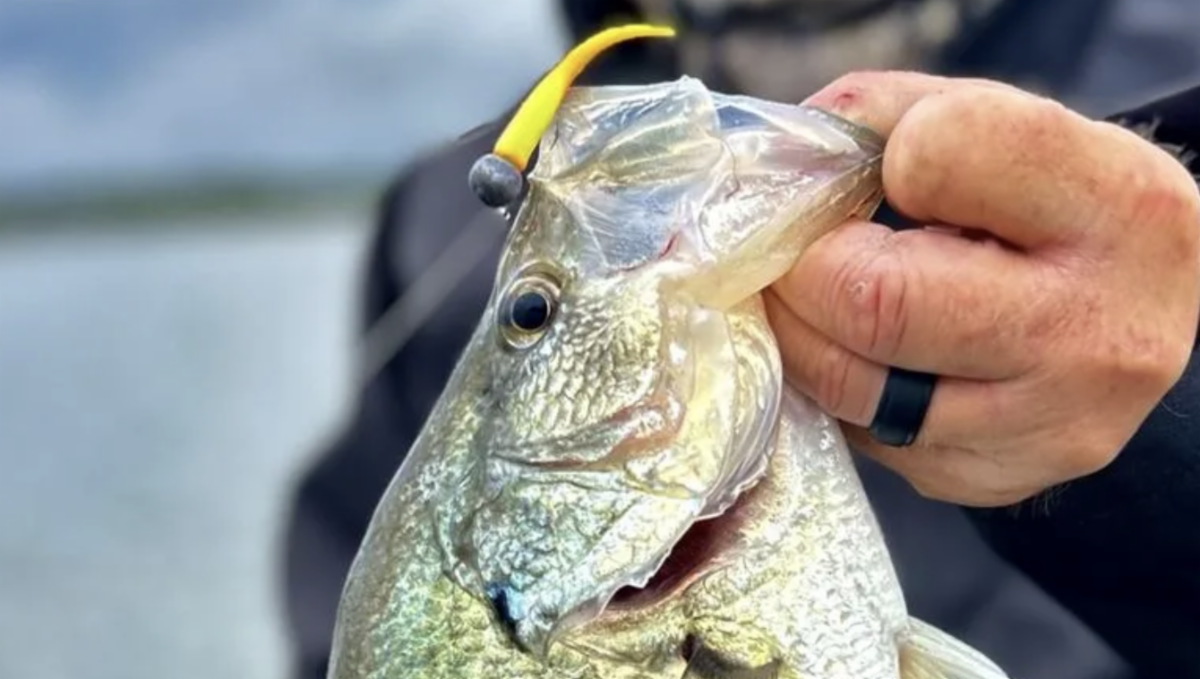 Find isolated cover, Best sonar yet? Find plankton? 🎯