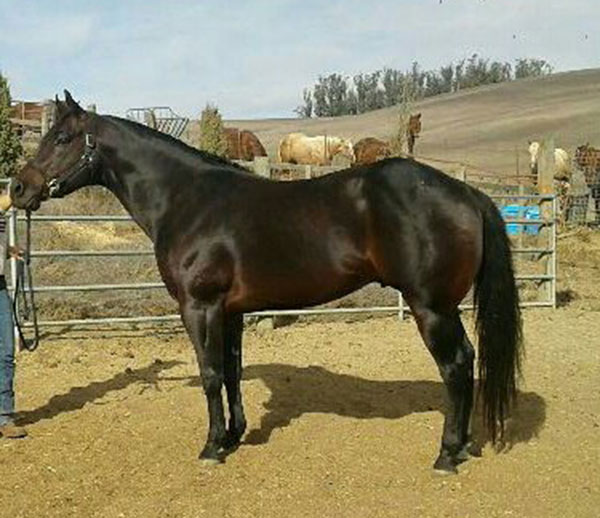 Halter Horses Selling in December INTERNET Auction