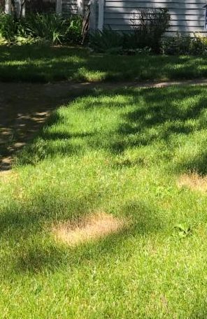 Lawn Doctor Turf Alert- Late Spring/Unusually hot weather-Ascochyta blight