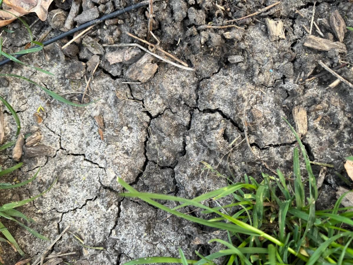 Lawn Doctor Turf Alert- Late Spring/Unusually hot weather-Ascochyta blight