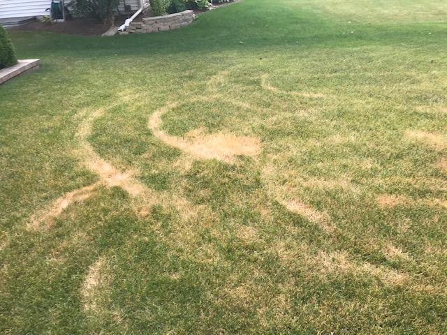 Lawn Doctor Turf Alert- Late Spring/Unusually hot weather-Ascochyta blight