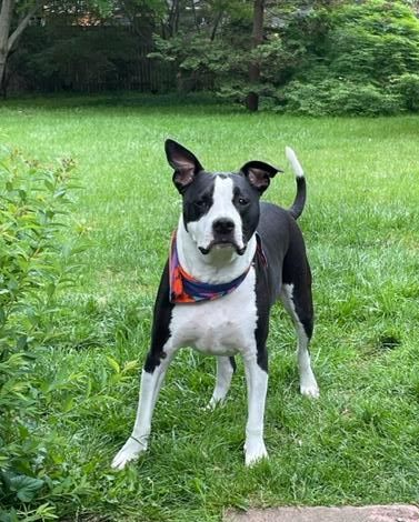 Bulldog Weekly - Student Edition