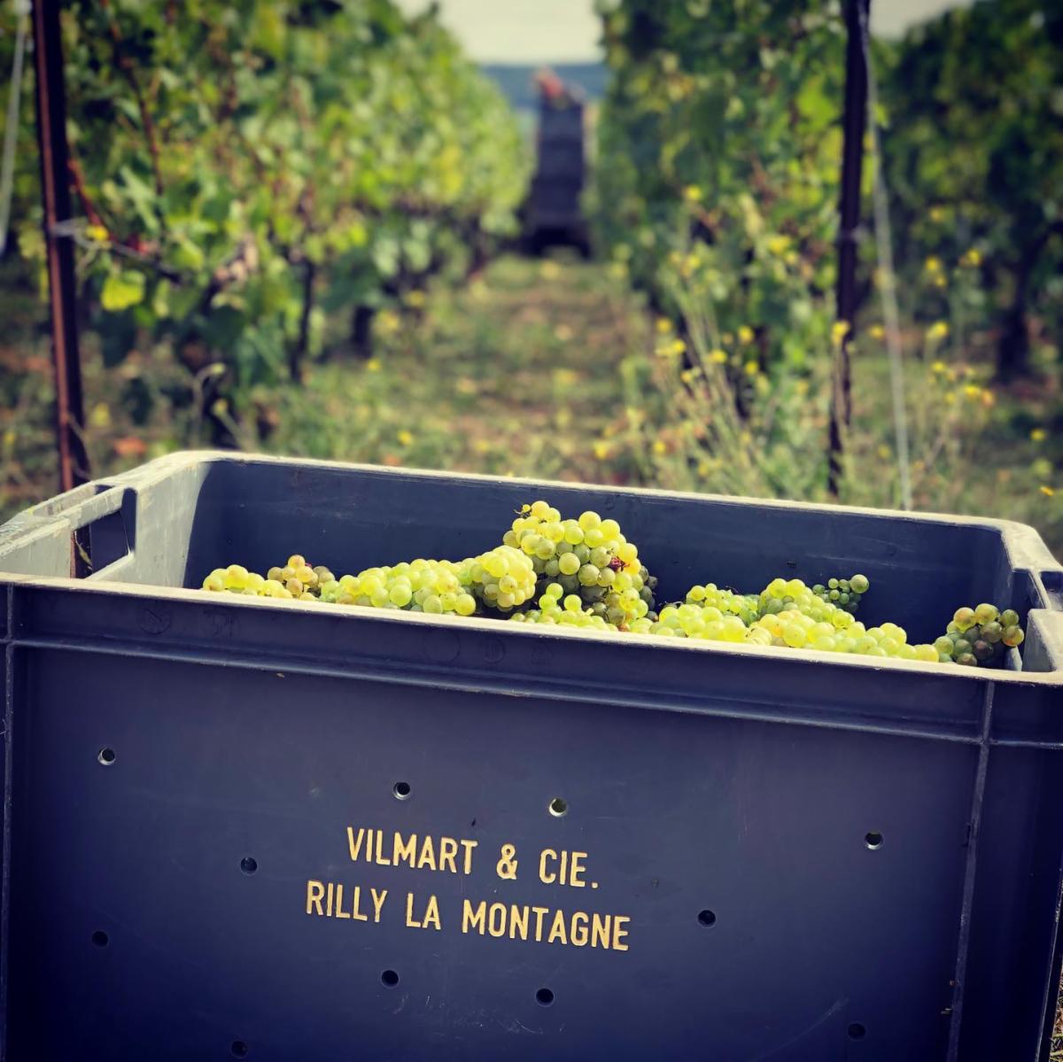 Champagne Vilmart & C. | Patience & Humility