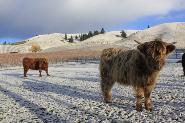 Burn Cottage | Central Otago
