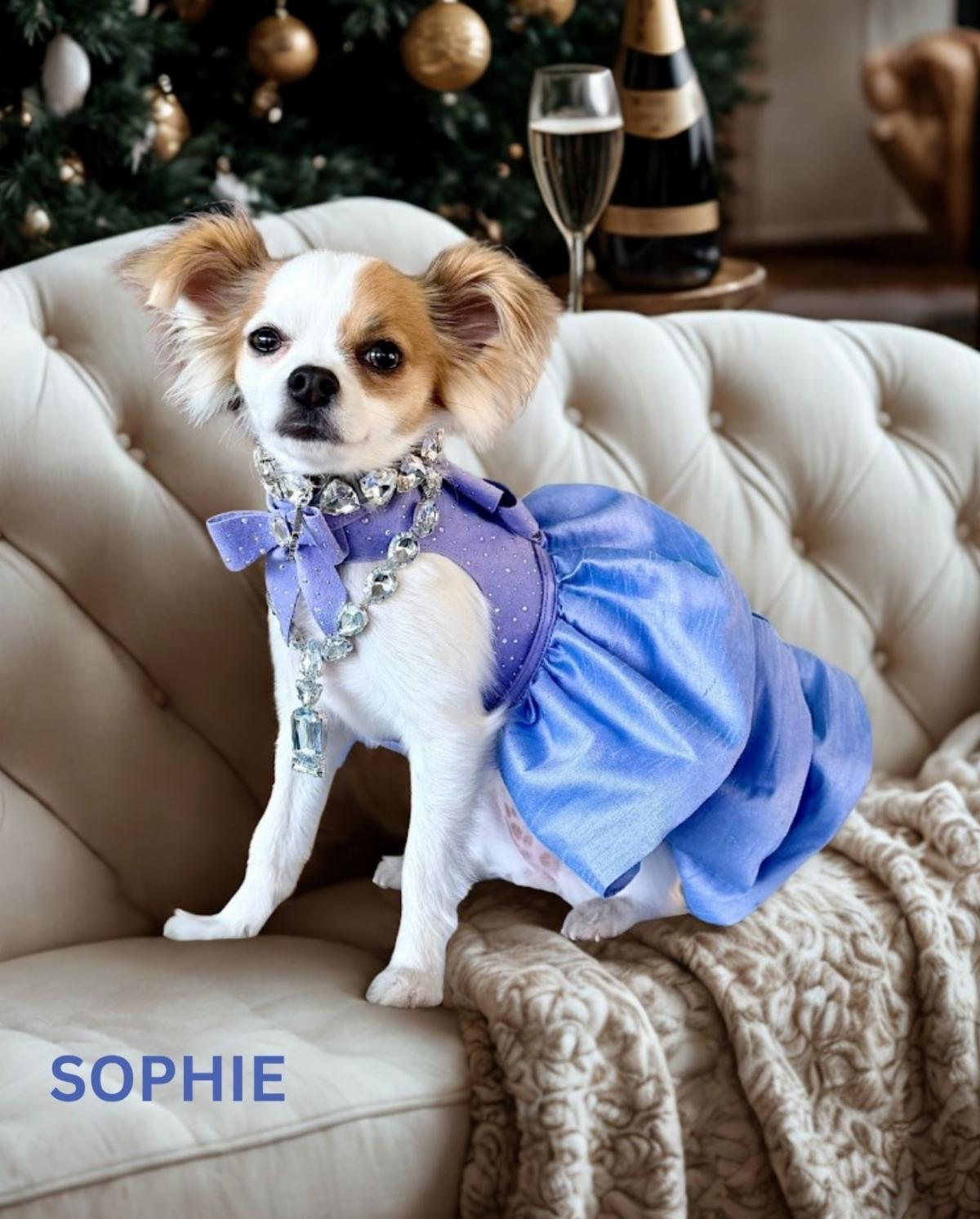 Your Paw Prints Magazine December 2025/January 2026 issue is here!