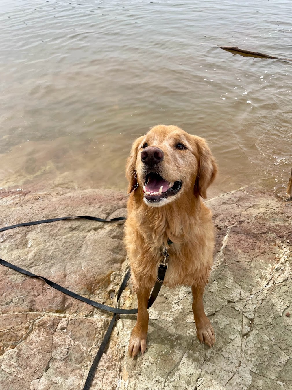 Some Pawsitive News - Summer Fun!