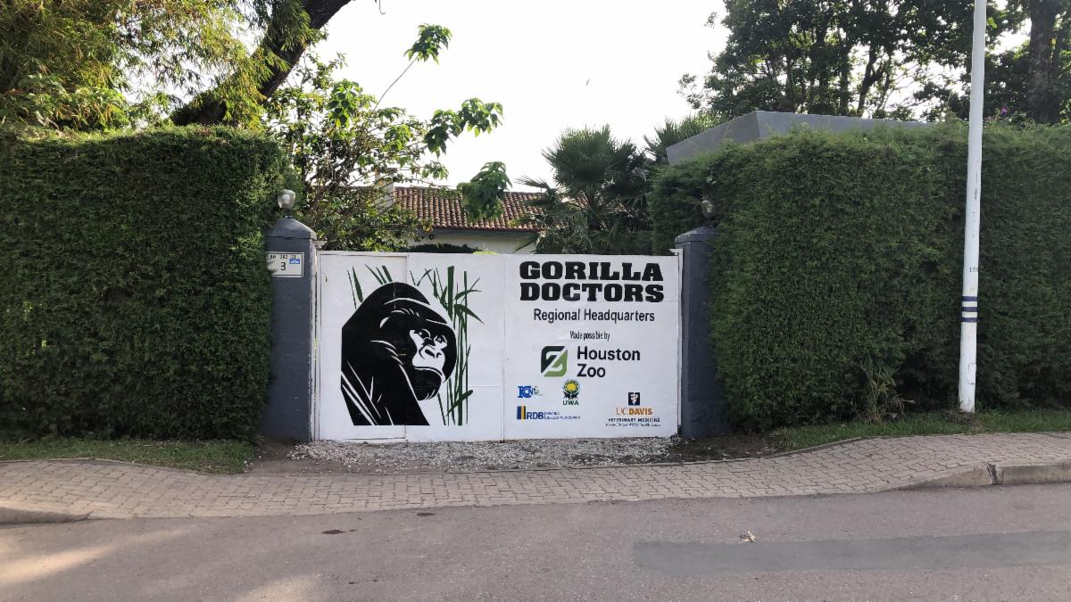 Gorilla Doctors: Highlights from 2022