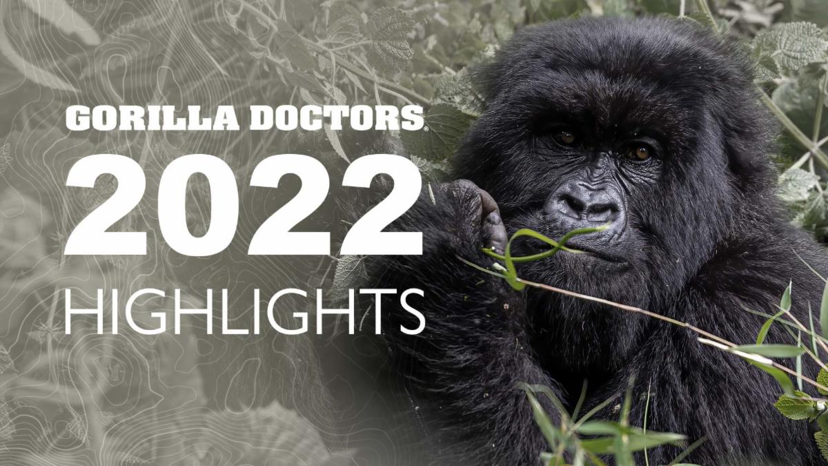 Gorilla Doctors: Highlights from 2022