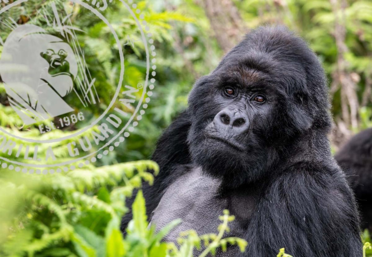 Gorilla Doctors: Highlights from 2022