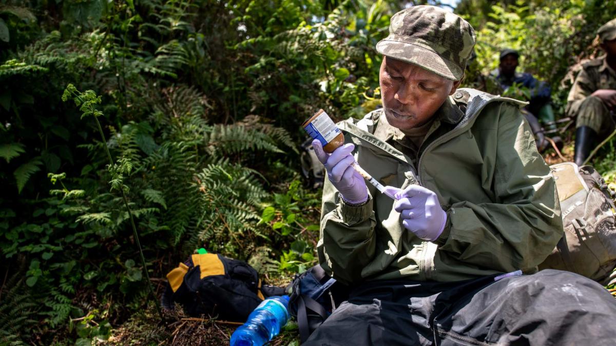 Gorilla Doctors Updates!