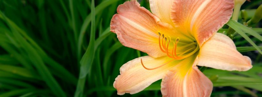 Garden Club of Virginia Membership News