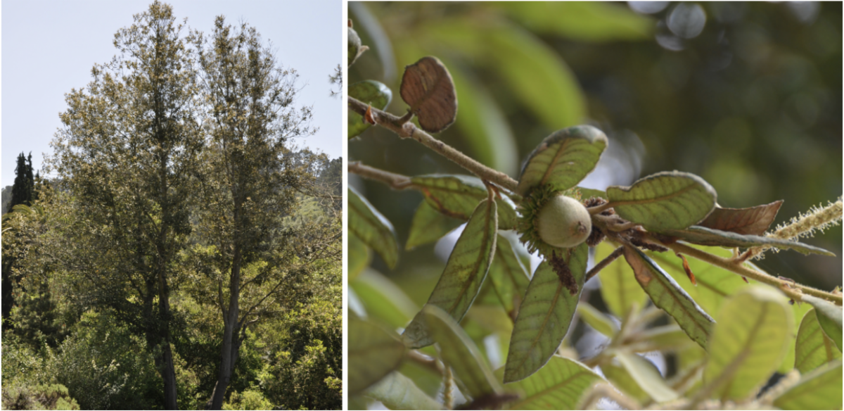 Fire Adapted Santa Clara County. All The Wildfire News You Can Use!