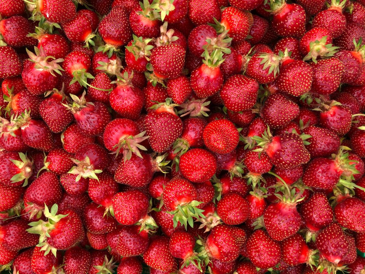 FARM NEWS ~ Strawberries OPEN!