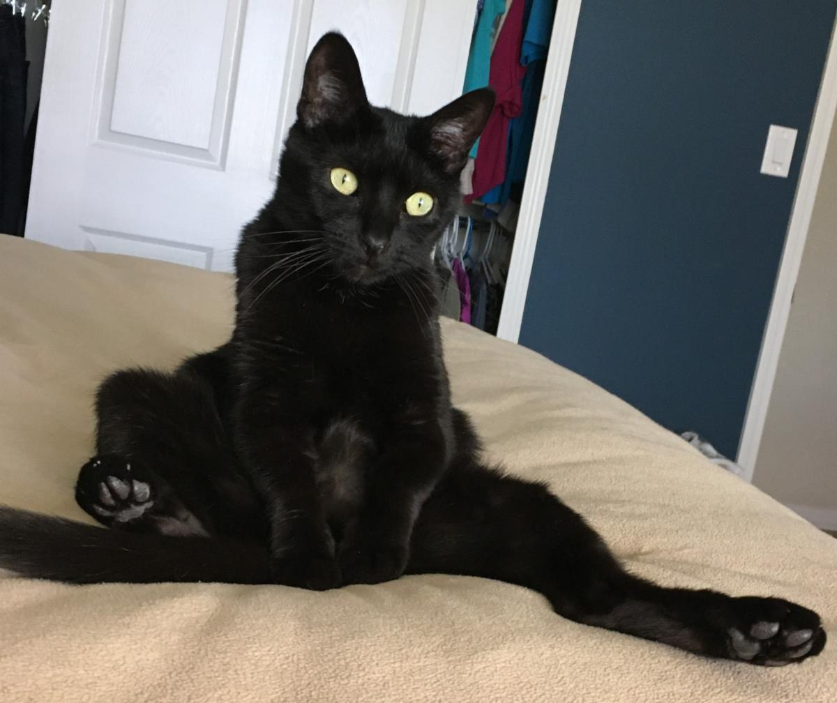 VCAS Volunteer Newsletter for April