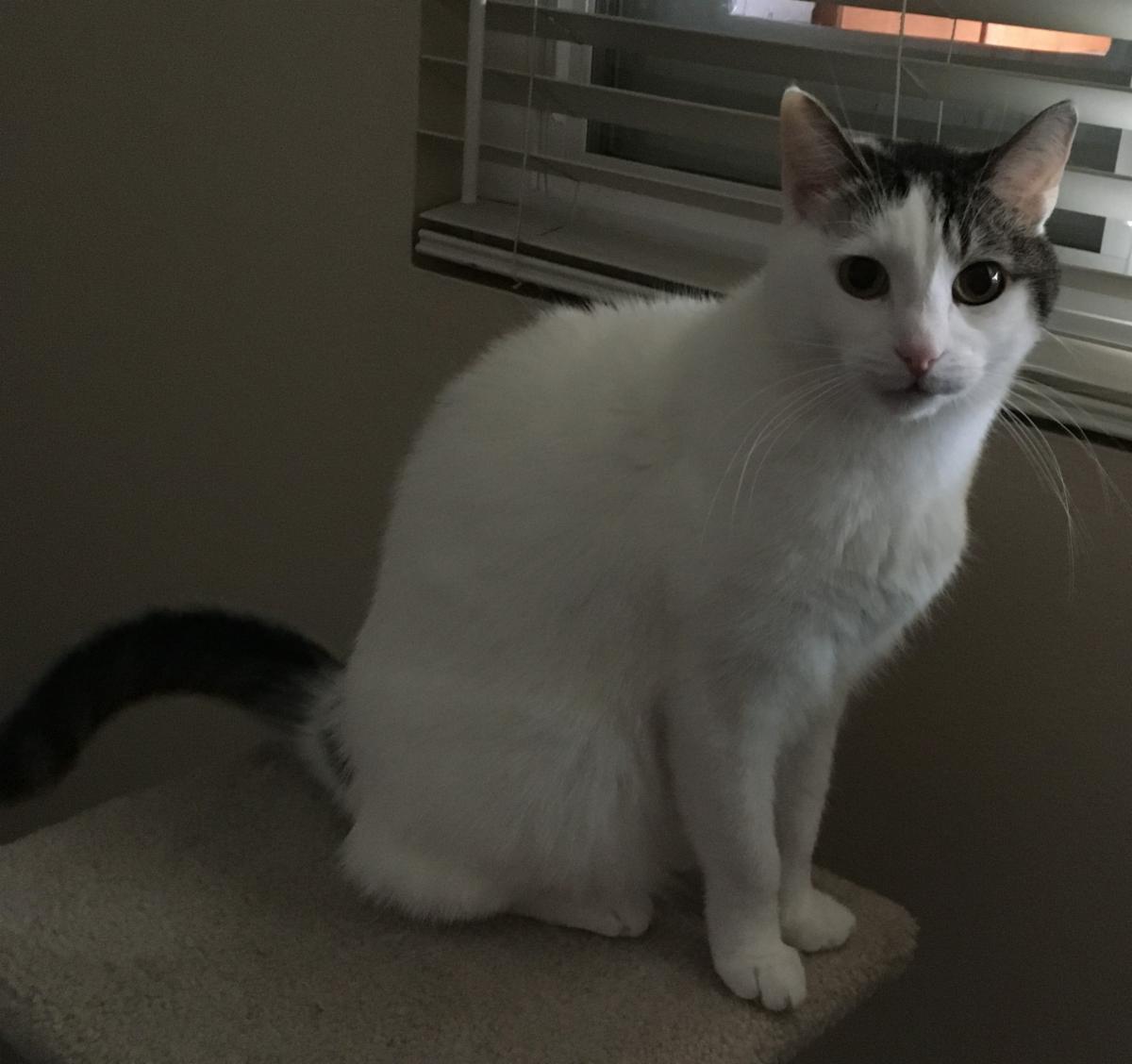 VCAS Volunteer Newsletter for April