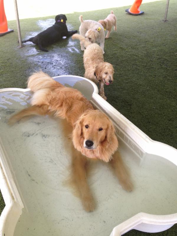 Happy Independence Day from Camp Wagging Tails!