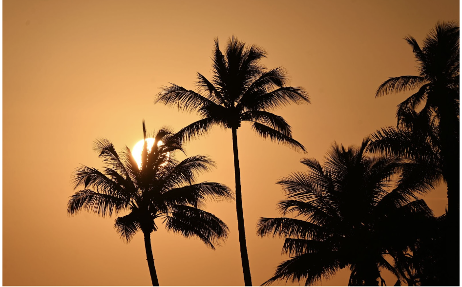 The Inside Pitch -- The Perfect Game Foundation January Newsletter