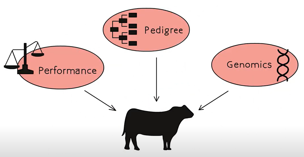 Select Extras - Sire Summaries Edition