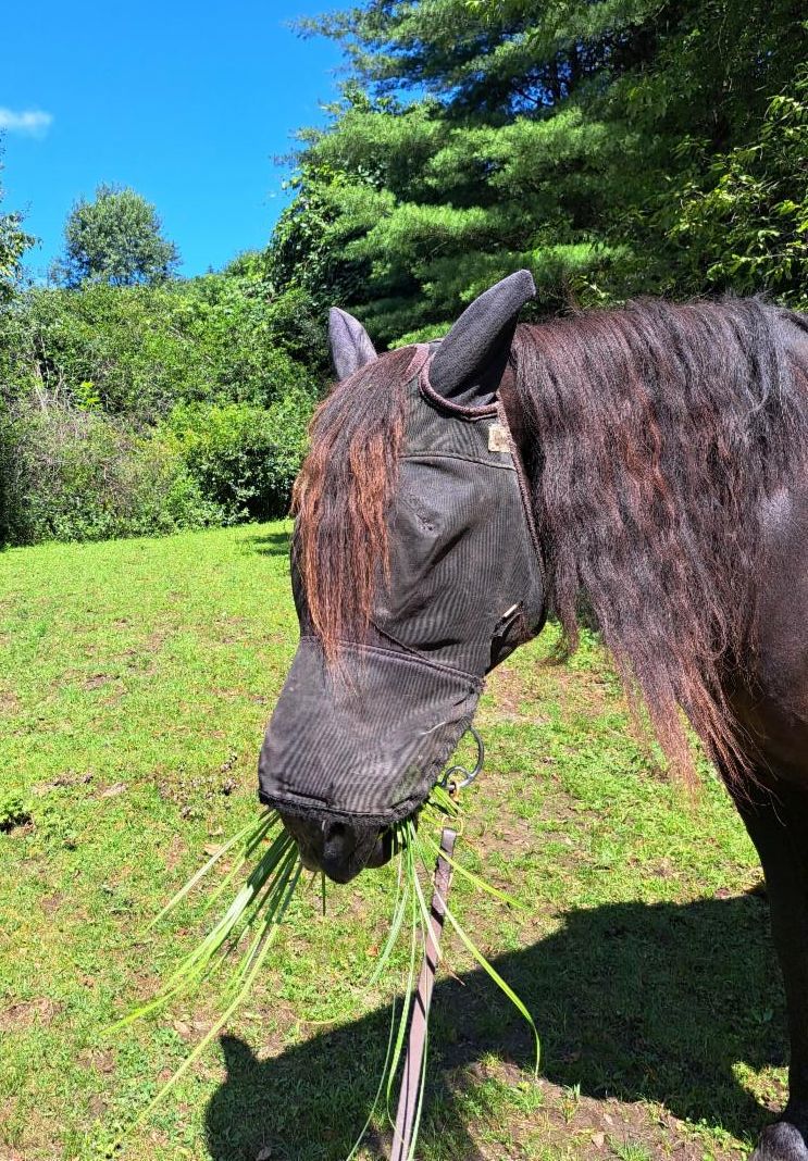 The Life of Riley: A Day in the Life of a Worried/Stoic Type Horse