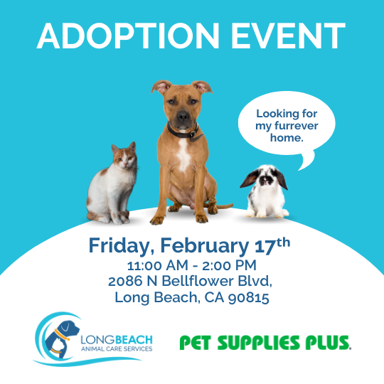 Now Introducing the LBACS Happy Tails Newsletter