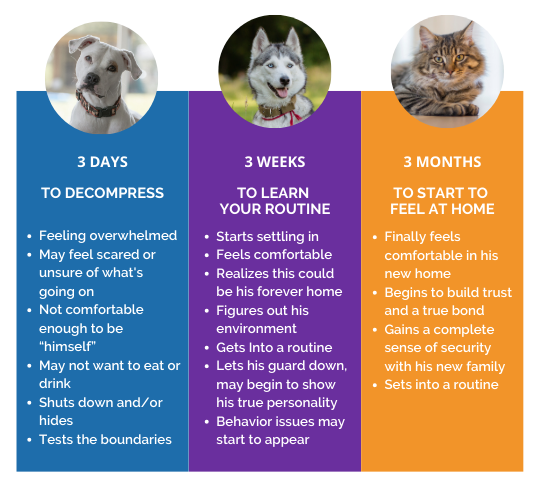 Now Introducing the LBACS Happy Tails Newsletter