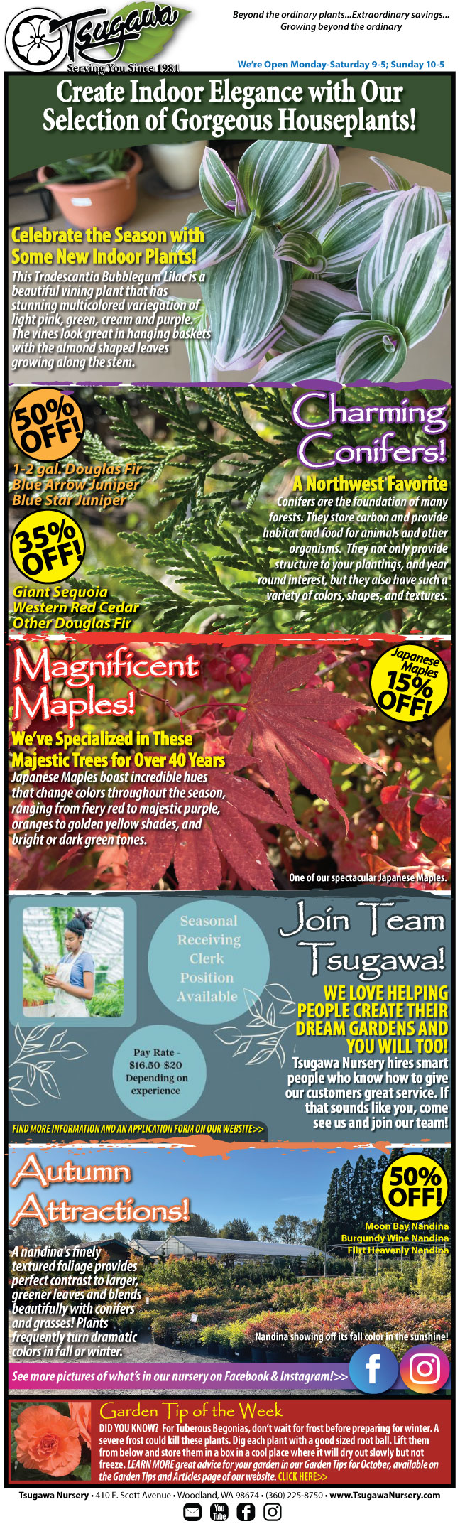 Create Indoor Elegance with Our Selection of Gorgeous Houseplants!