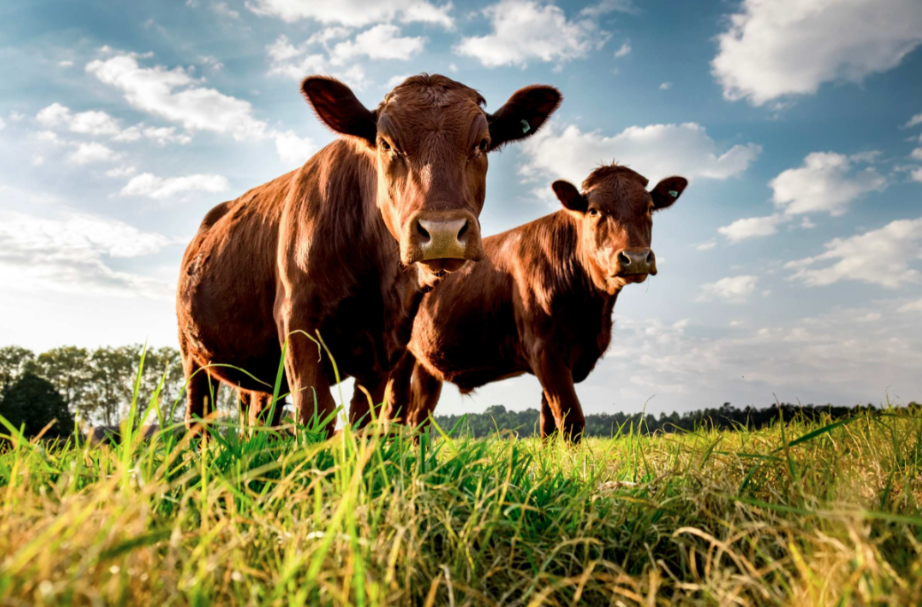 Oklahoma's Latest farm and Ranch News