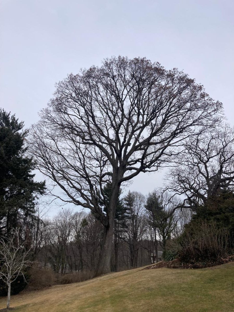 Our Arboreal Friends