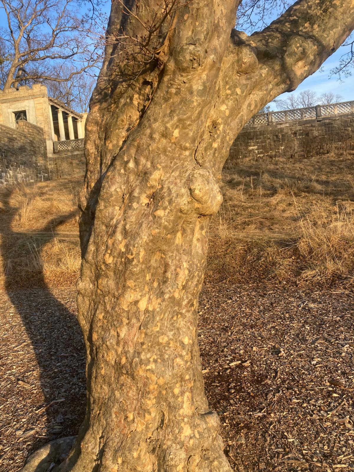 Our Arboreal Friends