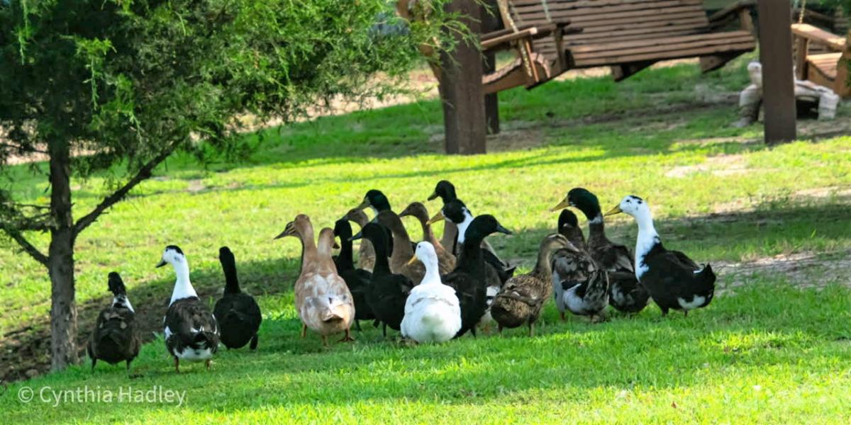 Summer Fun and Activities