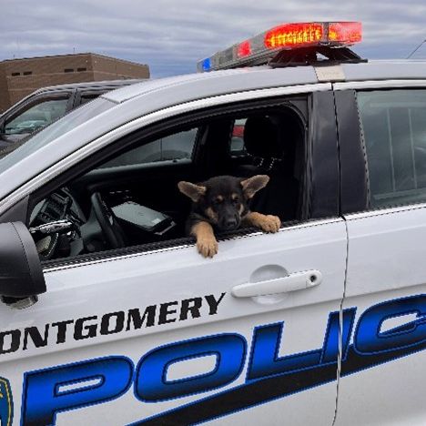 Welcome “Monty” the Police Department’s First Comfort Dog
